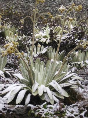 frailejon - Venezuela Tuya