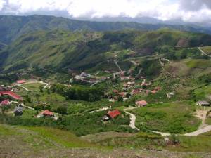 El Jarillo - Venezuela Tuya