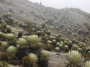 Frailejones - Venezuela Tuya