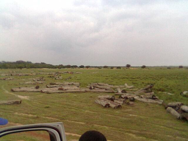 SABANAS DEL EDO APURE - Venezuela Tuya