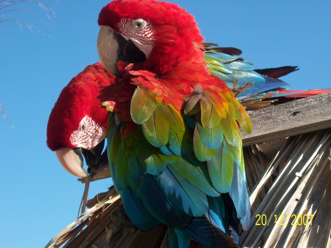 Conoce El Mundo Animal: Guacamaya
