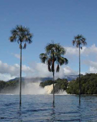 Venezuela Tuya... - Venezuela Tuya