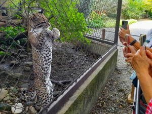 Zoológico Leslie Pantin - Turmero - Venezuela Tuya