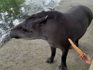 Zoológico Leslie Pantin - Turmero - Venezuela Tuya