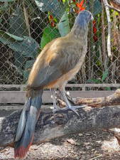 Zoológico Leslie Pantin - Turmero - Venezuela Tuya