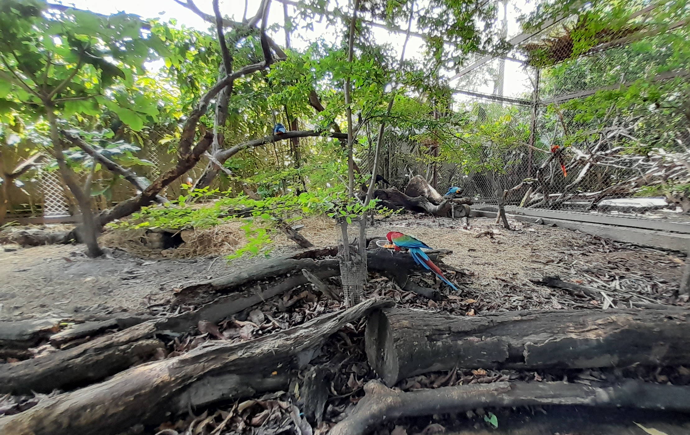 Zoológico Leslie Pantin - Turmero - Venezuela Tuya