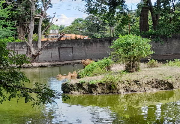 Zoológico Leslie Pantin - Turmero - Venezuela Tuya