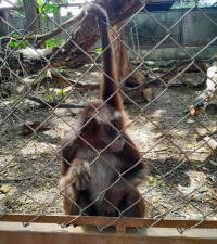 Zoológico Leslie Pantin - Turmero - Venezuela Tuya