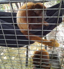 Zoológico Leslie Pantin - Turmero - Venezuela Tuya