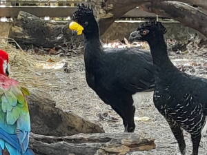 Zoológico Leslie Pantin - Turmero - Venezuela Tuya