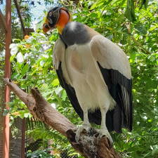 Zoológico Leslie Pantin - Turmero - Venezuela Tuya